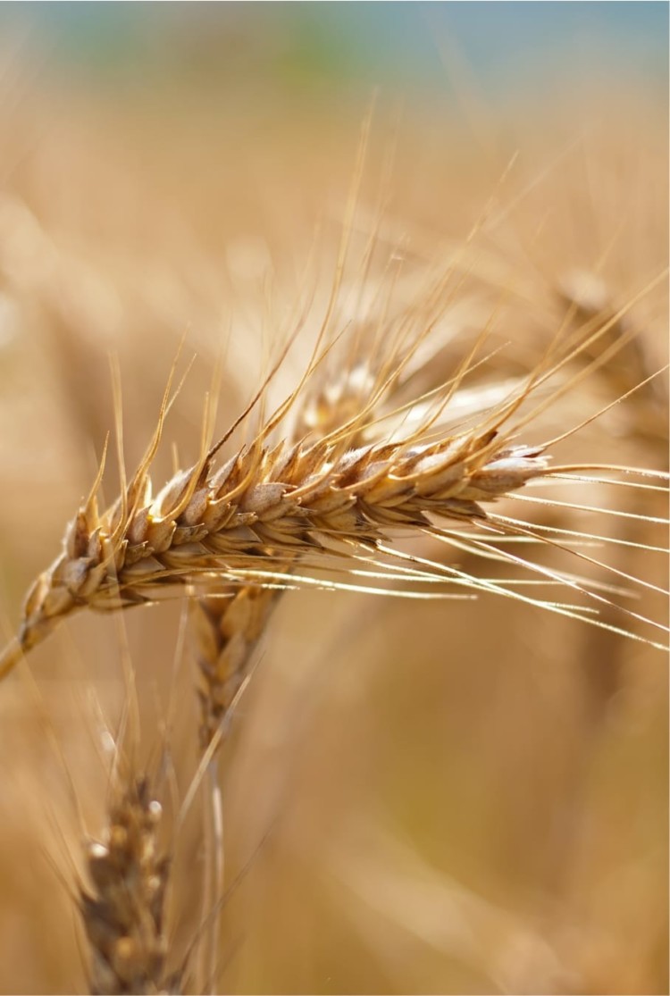 Impianti Molitori per Grano Duro | Mill Service